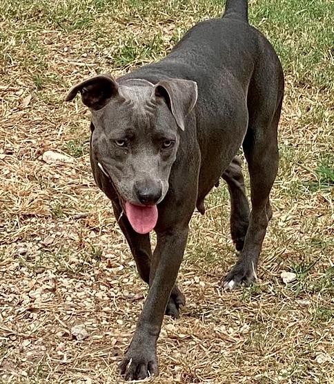 Meet Sterling, a Petstablished Blue Lacy/Texas Lacy Dog in Bothell
