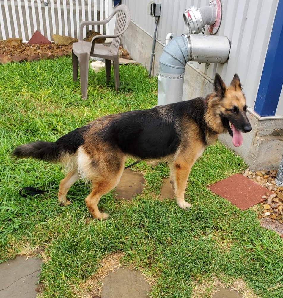 Lana – Greater Houston German Shepherd Dog Rescue