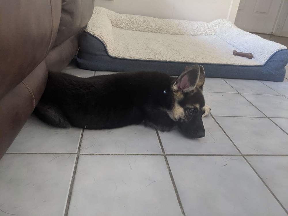 Lyla – Greater Houston German Shepherd Dog Rescue