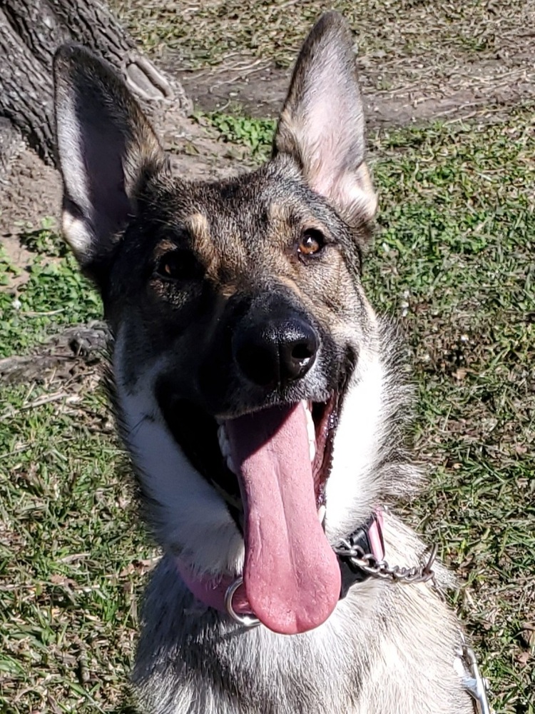 Hazel Sky – Greater Houston German Shepherd Dog Rescue