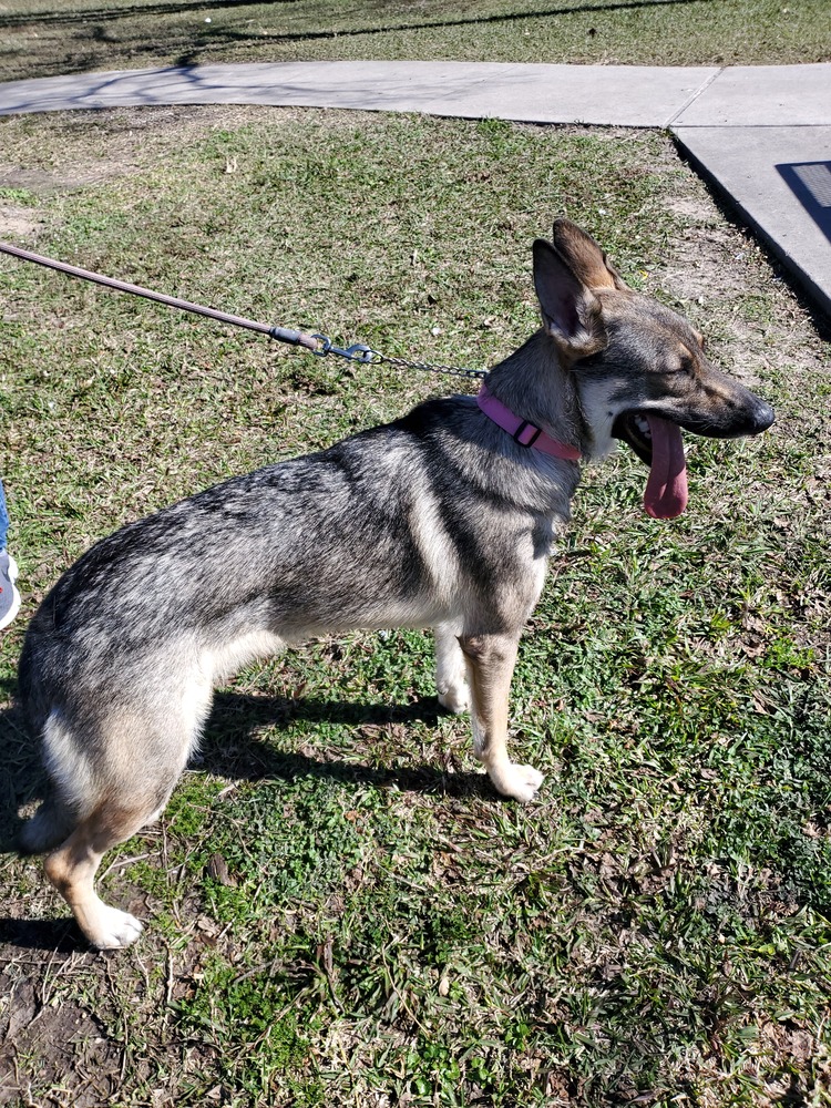 Hazel Sky – Greater Houston German Shepherd Dog Rescue