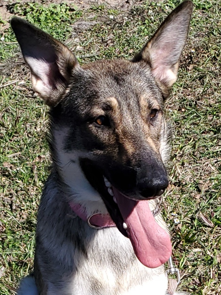 Hazel Sky – Greater Houston German Shepherd Dog Rescue