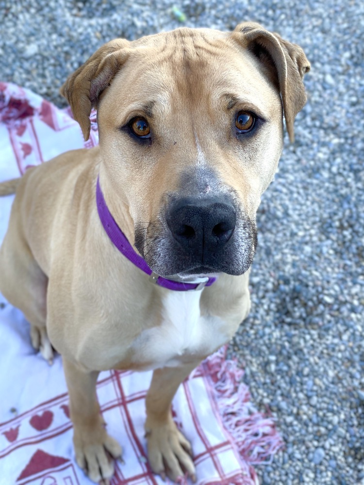 Home – GRRAND - Golden Retriever Rescue