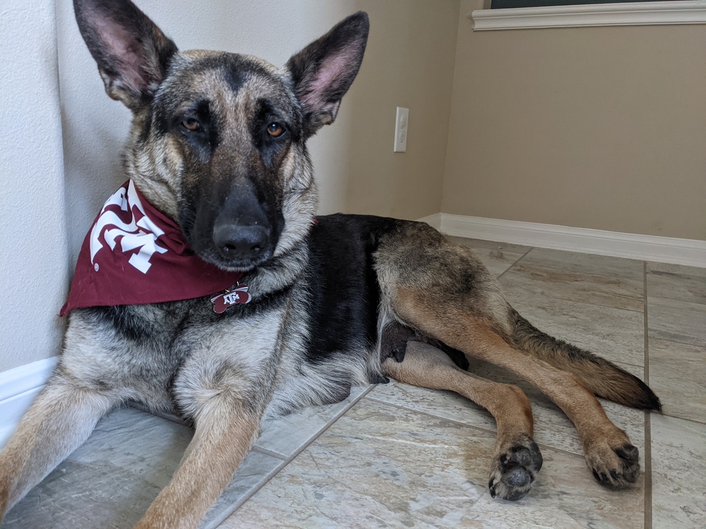Biloxi – Greater Houston German Shepherd Dog Rescue
