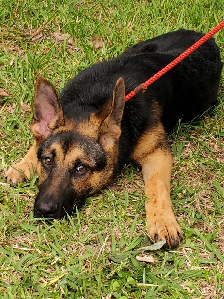 Ribbon – Greater Houston German Shepherd Dog Rescue