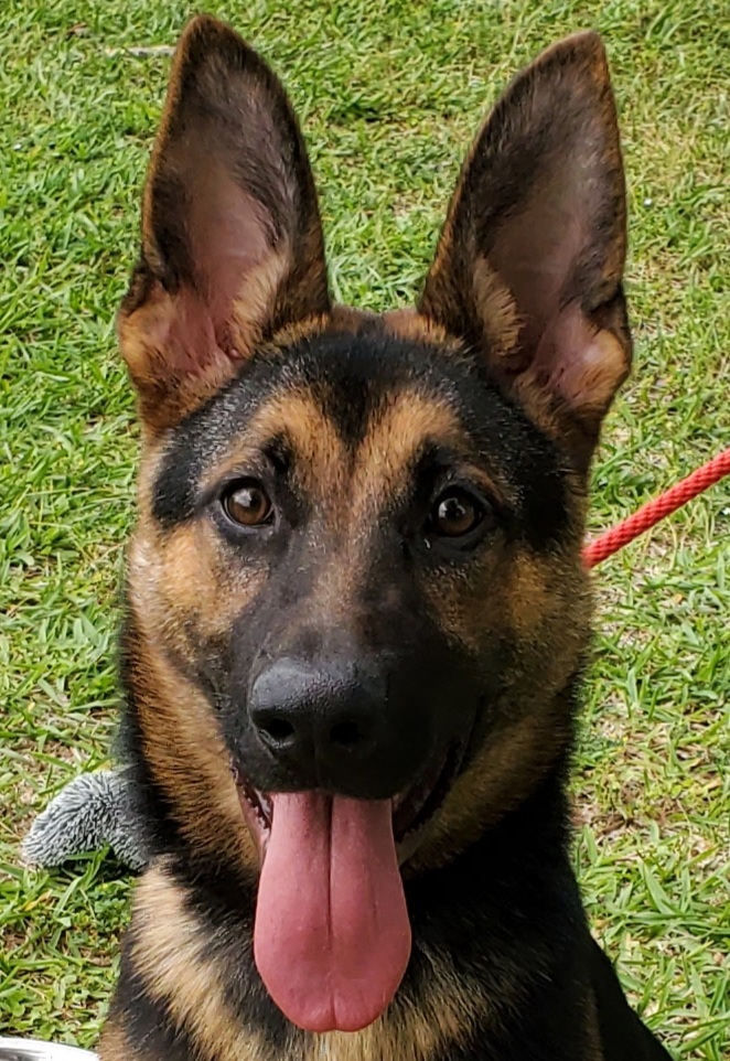 Ribbon – Greater Houston German Shepherd Dog Rescue
