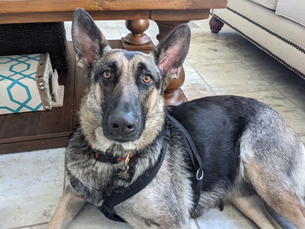 Biloxi – Greater Houston German Shepherd Dog Rescue