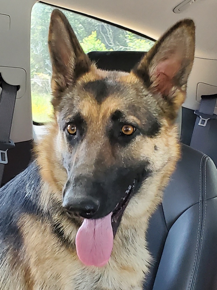 Rasta – Greater Houston German Shepherd Dog Rescue