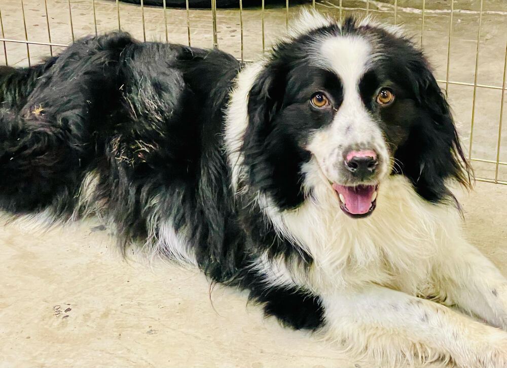 Home – GRRAND - Golden Retriever Rescue