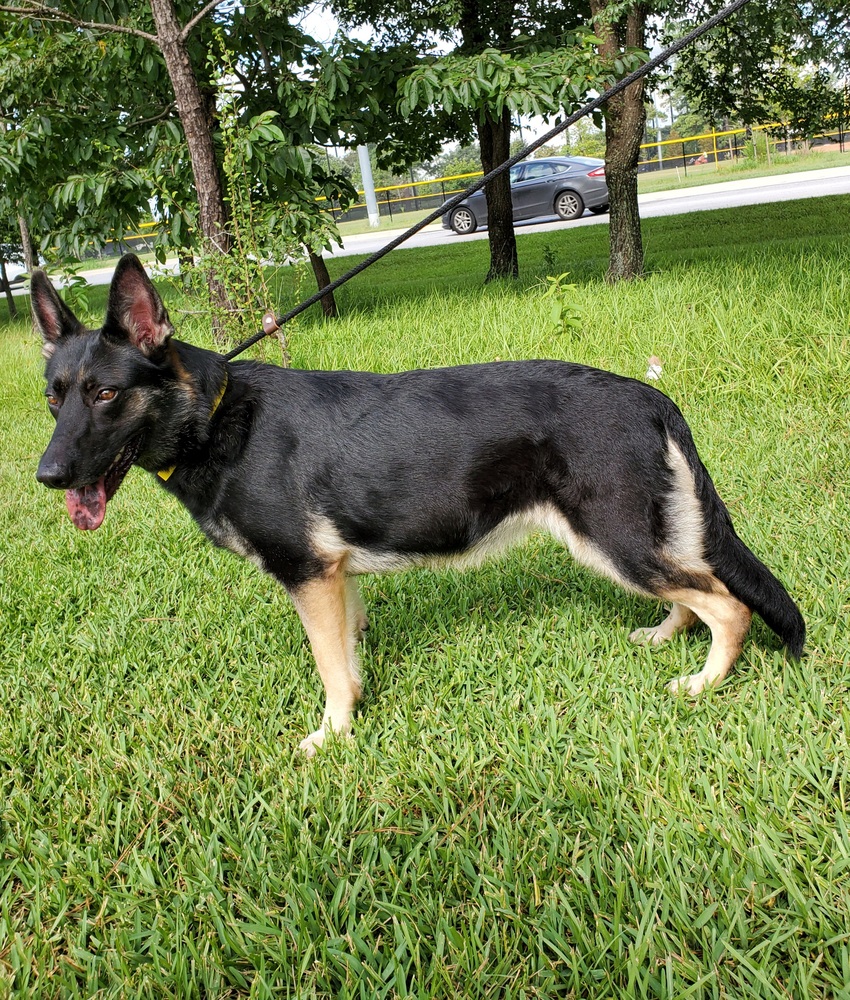 Ally – Greater Houston German Shepherd Dog Rescue