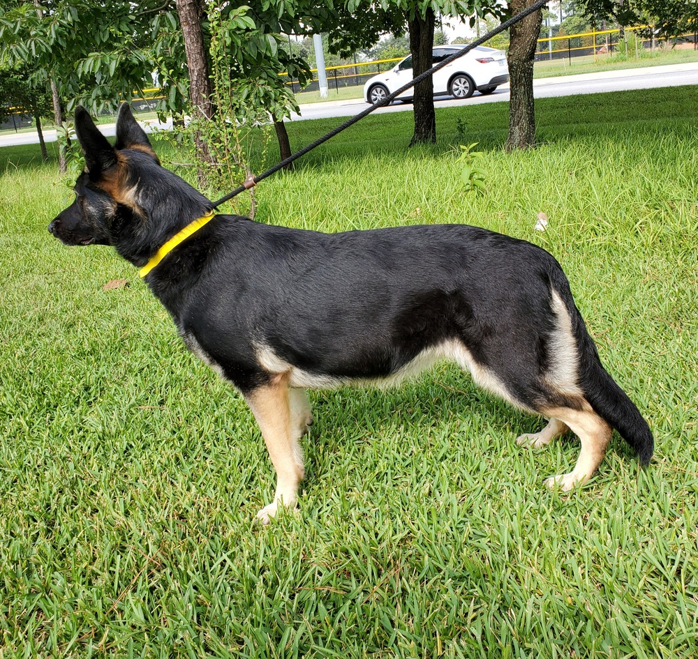Ally – Greater Houston German Shepherd Dog Rescue