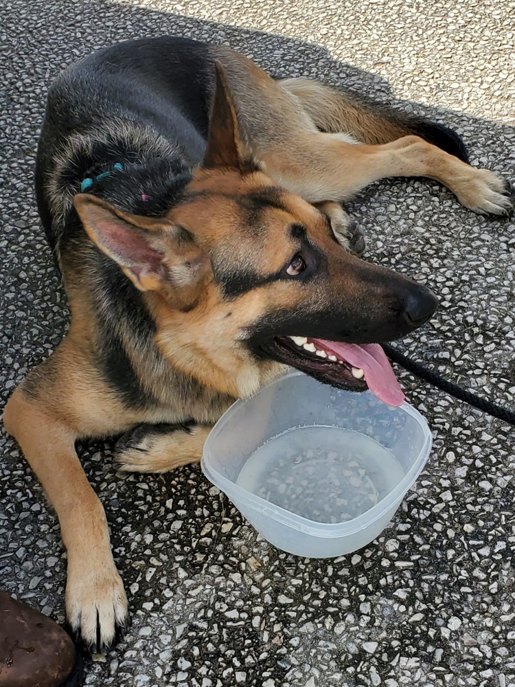 Wick – Greater Houston German Shepherd Dog Rescue