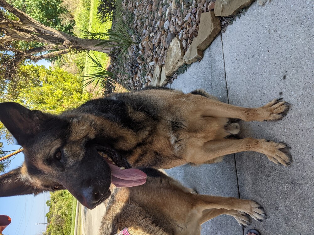 Goliath – Greater Houston German Shepherd Dog Rescue