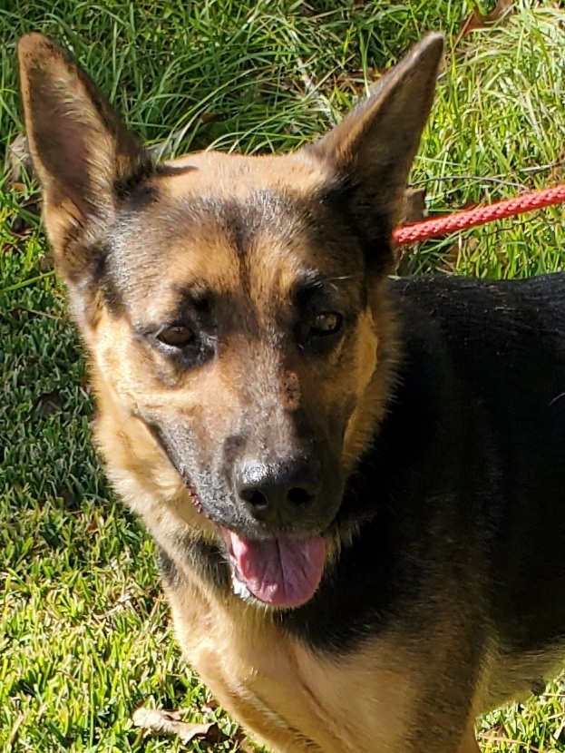 Lola Boo – Greater Houston German Shepherd Dog Rescue