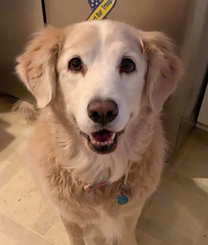 Home – GRRAND - Golden Retriever Rescue