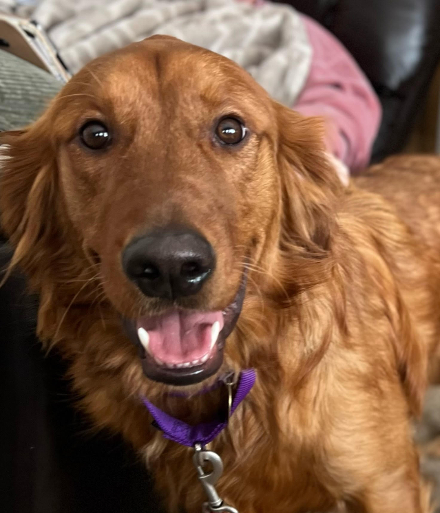 Adopt – GRRAND - Golden Retriever Rescue