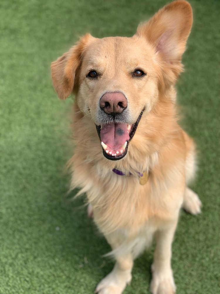 Adopt – GRRAND - Golden Retriever Rescue