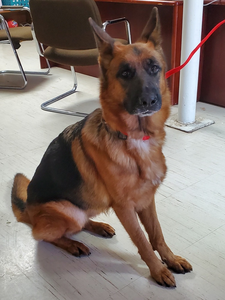 Olivia – Greater Houston German Shepherd Dog Rescue