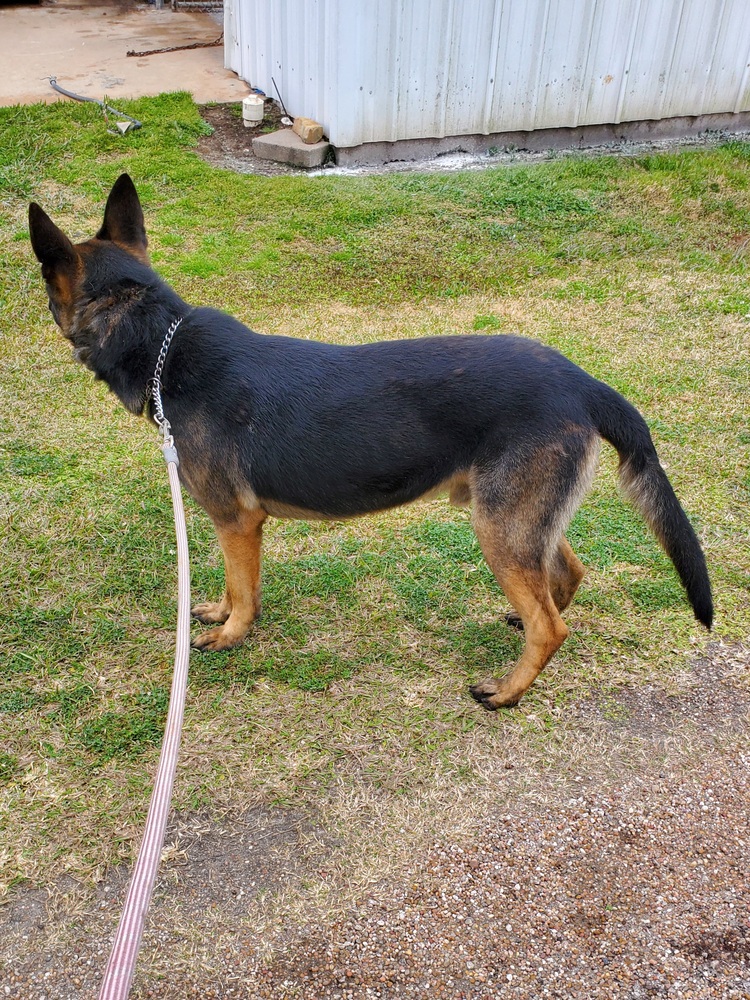 Renzo – Greater Houston German Shepherd Dog Rescue
