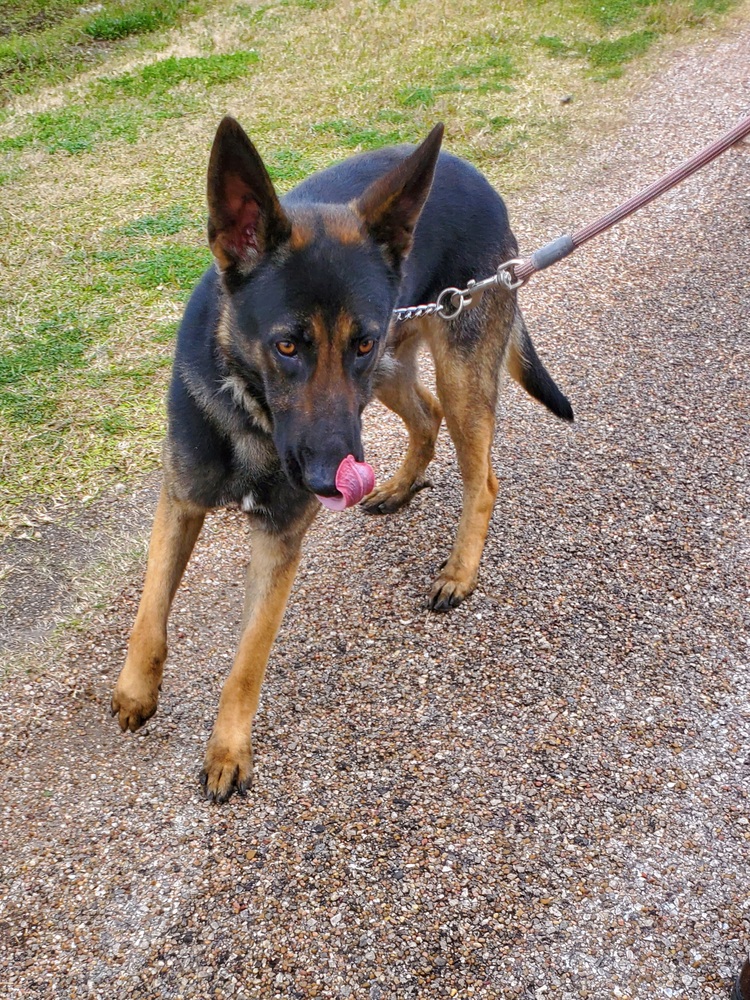 Renzo – Greater Houston German Shepherd Dog Rescue