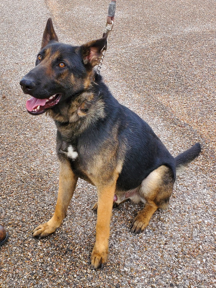 Renzo – Greater Houston German Shepherd Dog Rescue