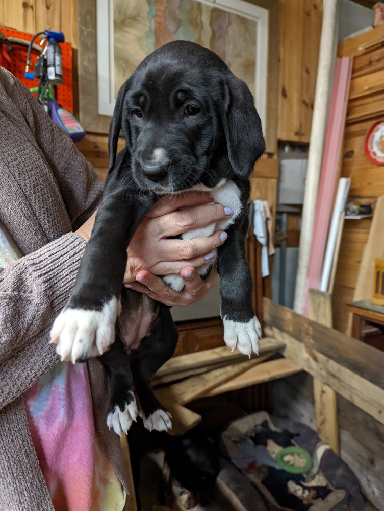 Adopt – GRRAND - Golden Retriever Rescue