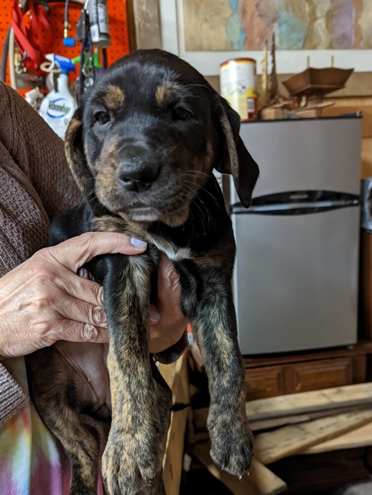 Adopt – GRRAND - Golden Retriever Rescue