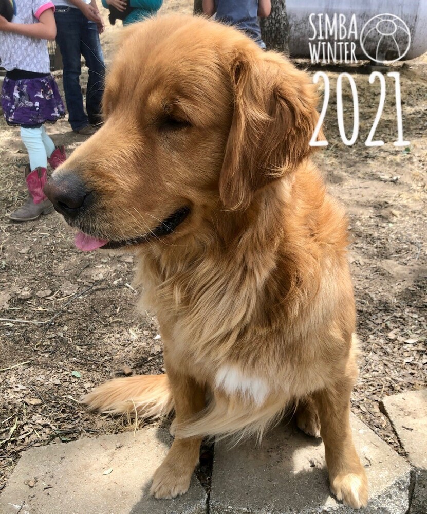 Home – GRRAND - Golden Retriever Rescue