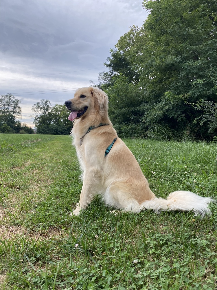 Adopt – GRRAND - Golden Retriever Rescue