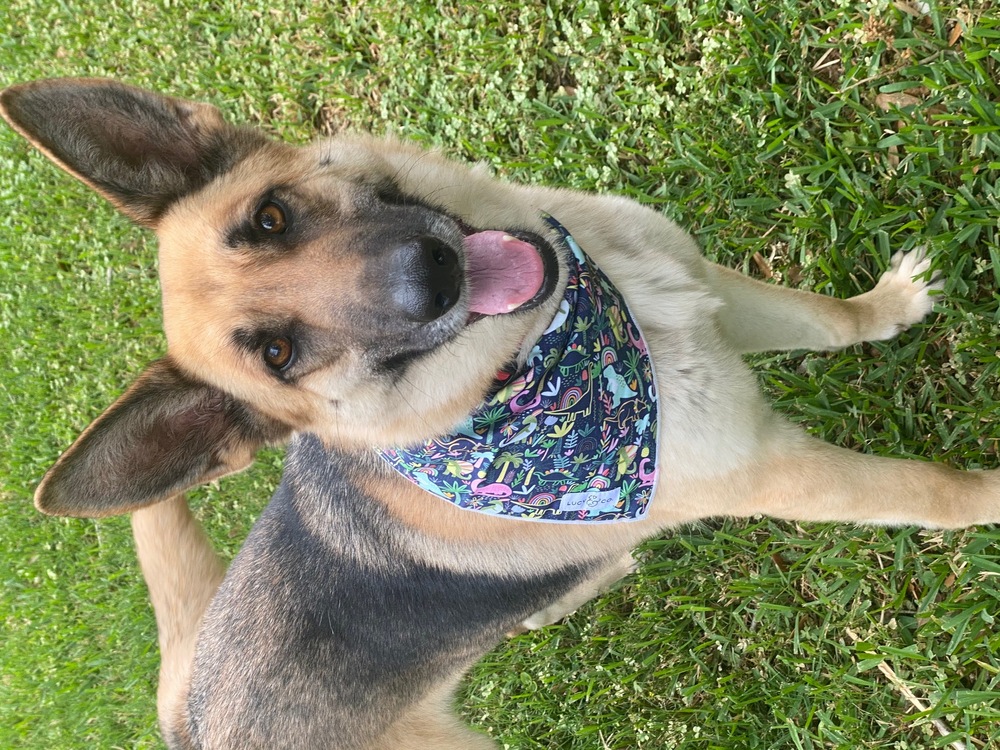Catalina – Greater Houston German Shepherd Dog Rescue