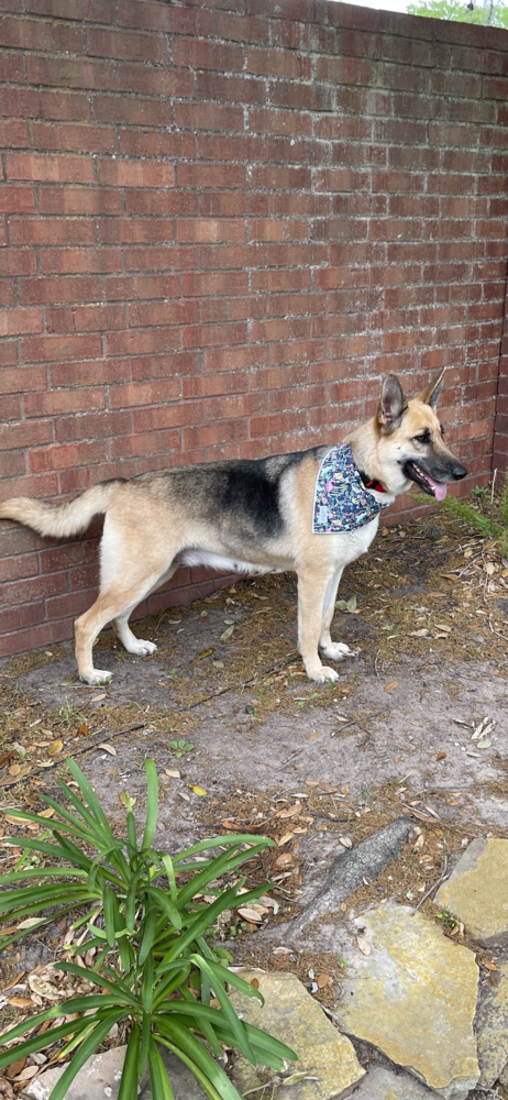 Catalina – Greater Houston German Shepherd Dog Rescue