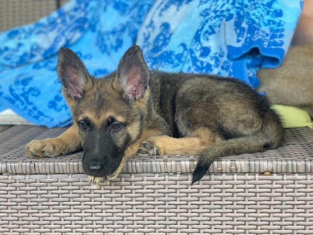 Ash – Greater Houston German Shepherd Dog Rescue