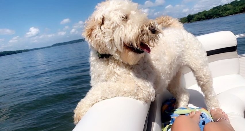 Adopt – GRRAND - Golden Retriever Rescue