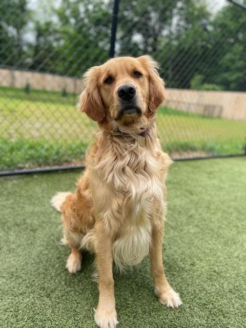 Adopt – GRRAND - Golden Retriever Rescue