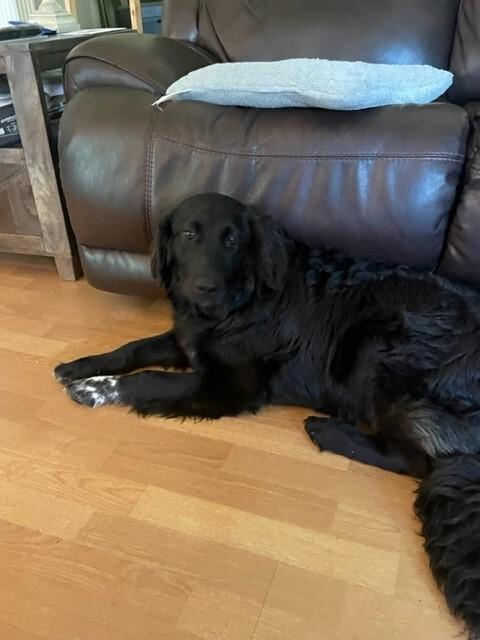 Adopt – GRRAND - Golden Retriever Rescue