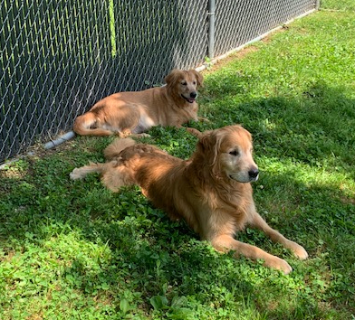 Adopt – GRRAND - Golden Retriever Rescue