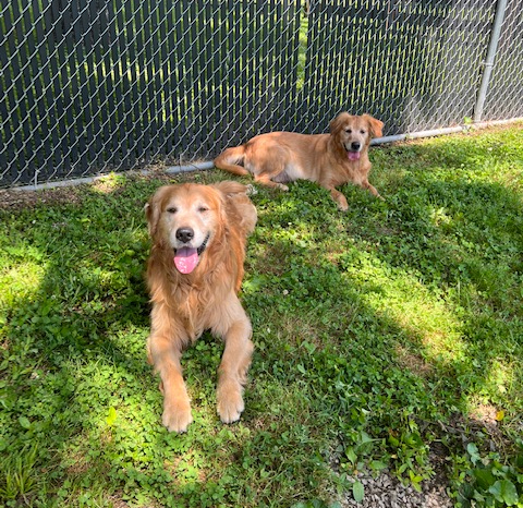 Adopt – GRRAND - Golden Retriever Rescue