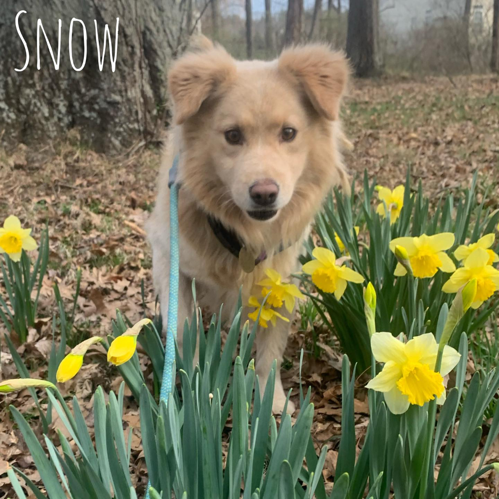 Adopt – GRRAND - Golden Retriever Rescue