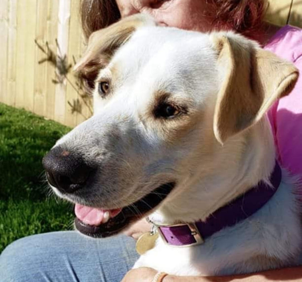 Adopt – GRRAND - Golden Retriever Rescue