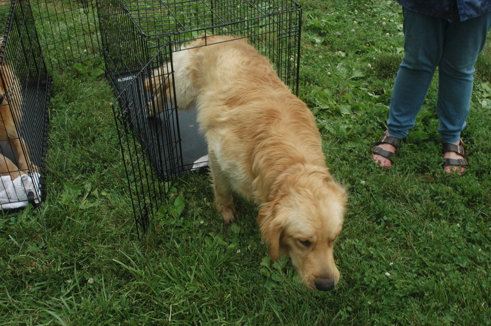 Adopt – GRRAND - Golden Retriever Rescue