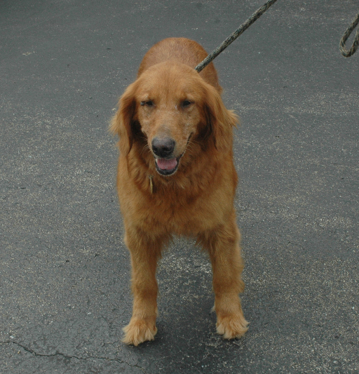 Adopt – GRRAND - Golden Retriever Rescue