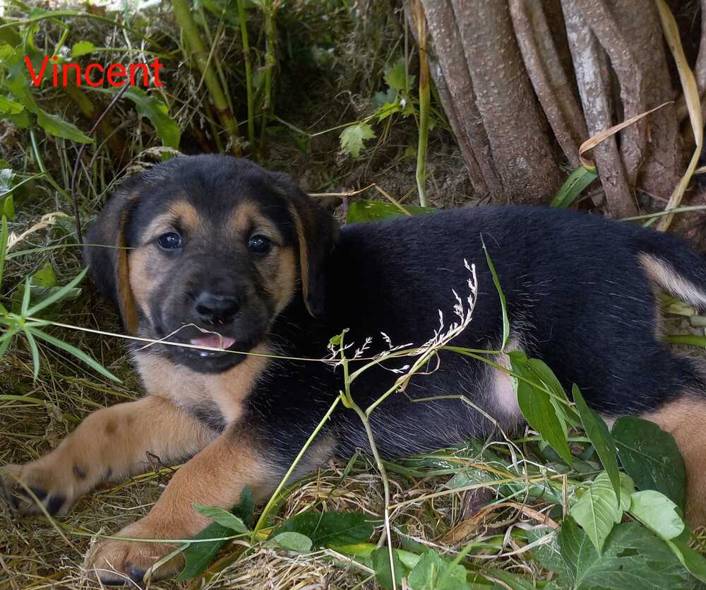 Home – GRRAND - Golden Retriever Rescue