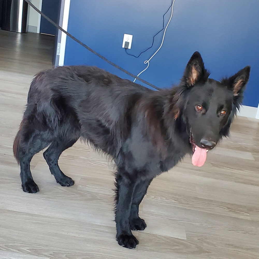 Coaltrane – Greater Houston German Shepherd Dog Rescue