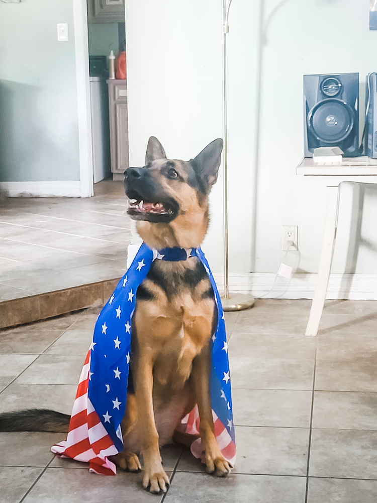 Available – Greater Houston German Shepherd Dog Rescue