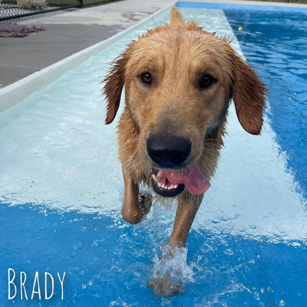 Adopt – GRRAND - Golden Retriever Rescue