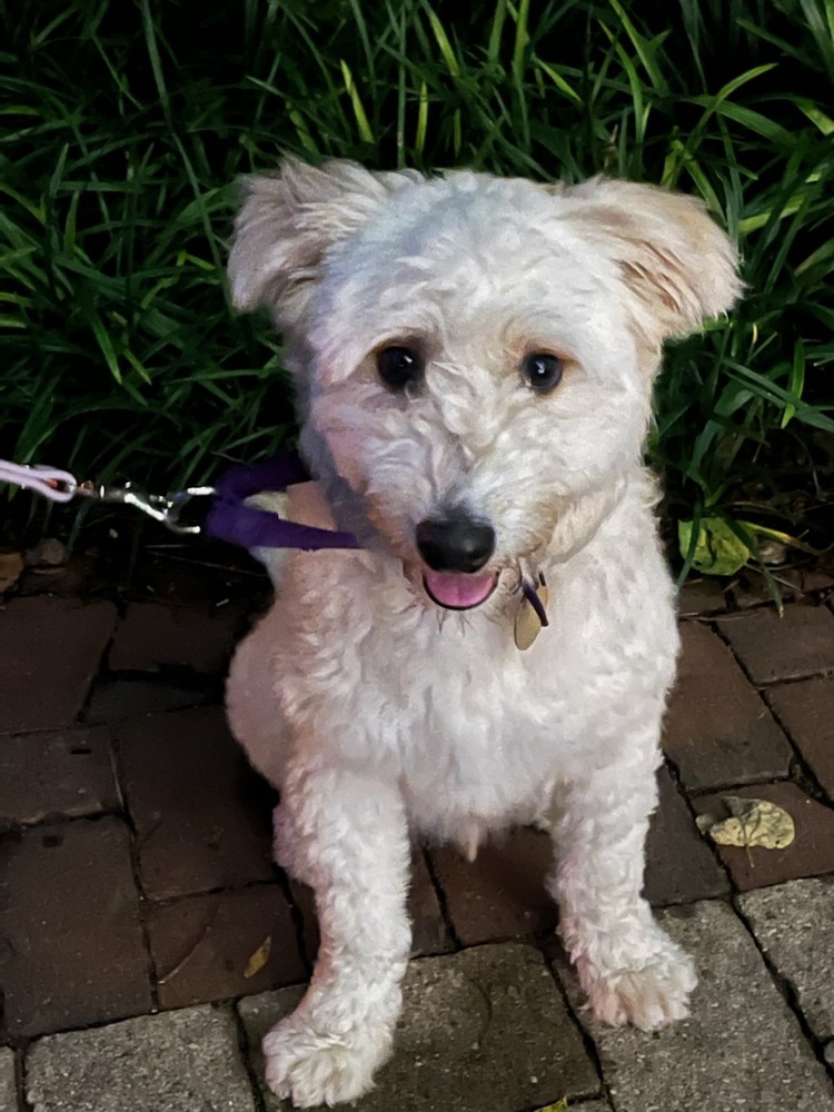 Home – GRRAND - Golden Retriever Rescue