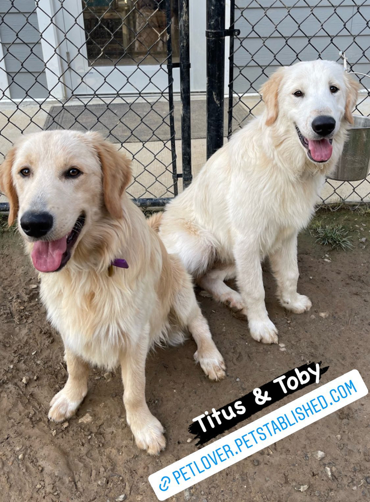 Adopt – GRRAND - Golden Retriever Rescue