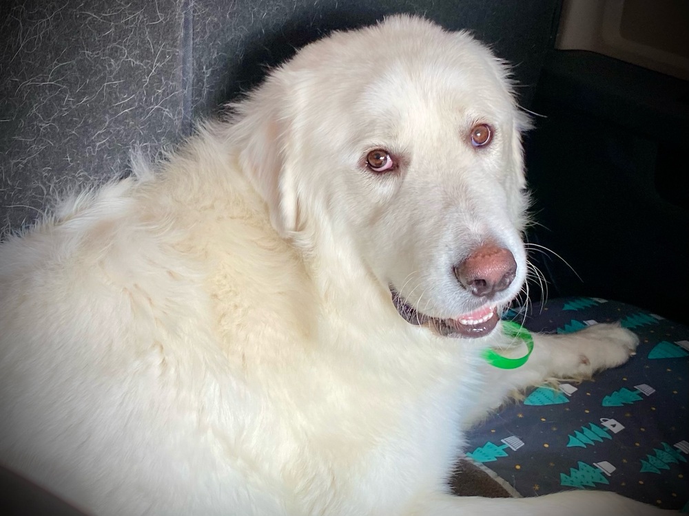 Home – GRRAND - Golden Retriever Rescue