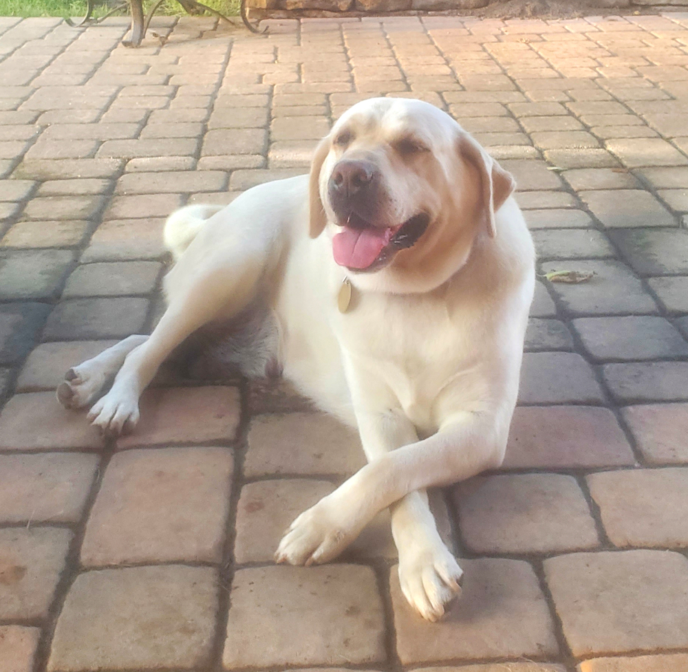 Adopt – GRRAND - Golden Retriever Rescue