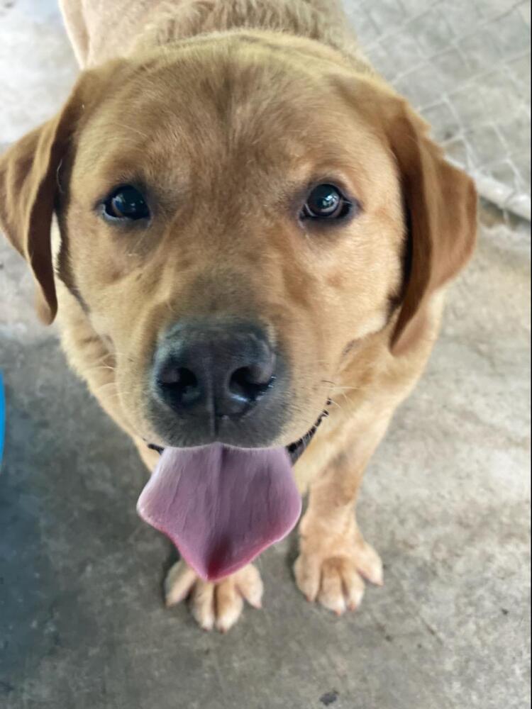 Home – GRRAND - Golden Retriever Rescue